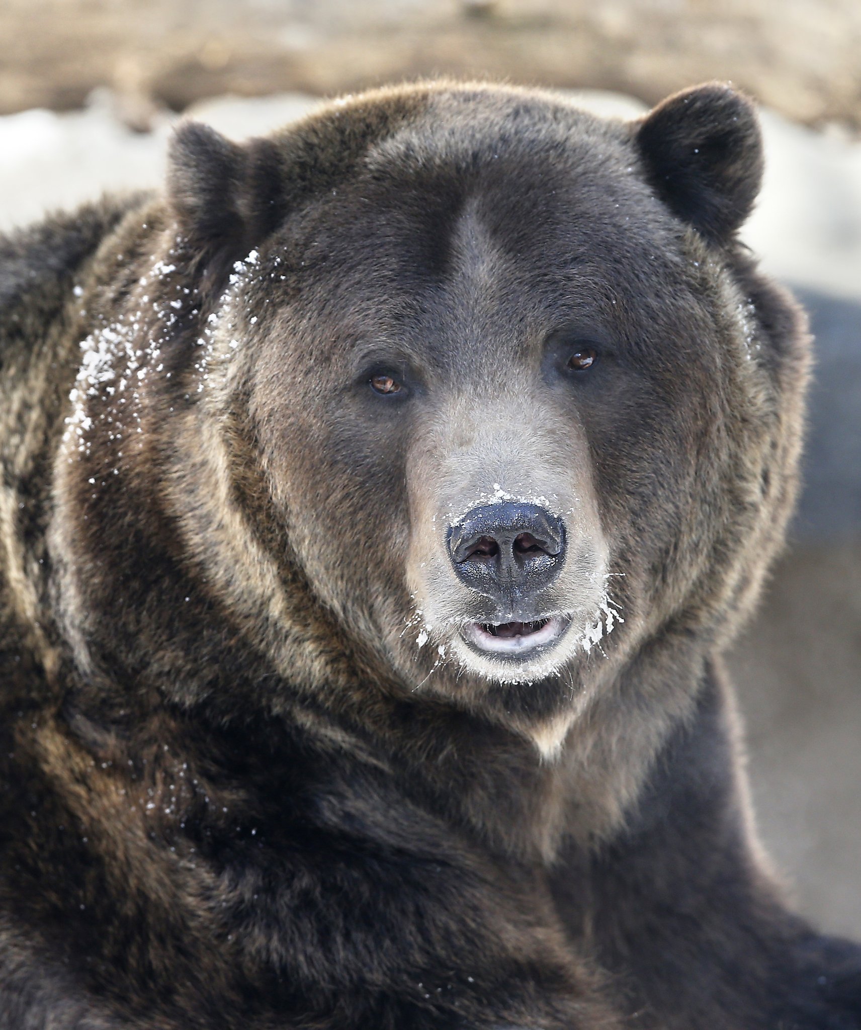 Environmental group wants to bring the grizzly bear back to California
