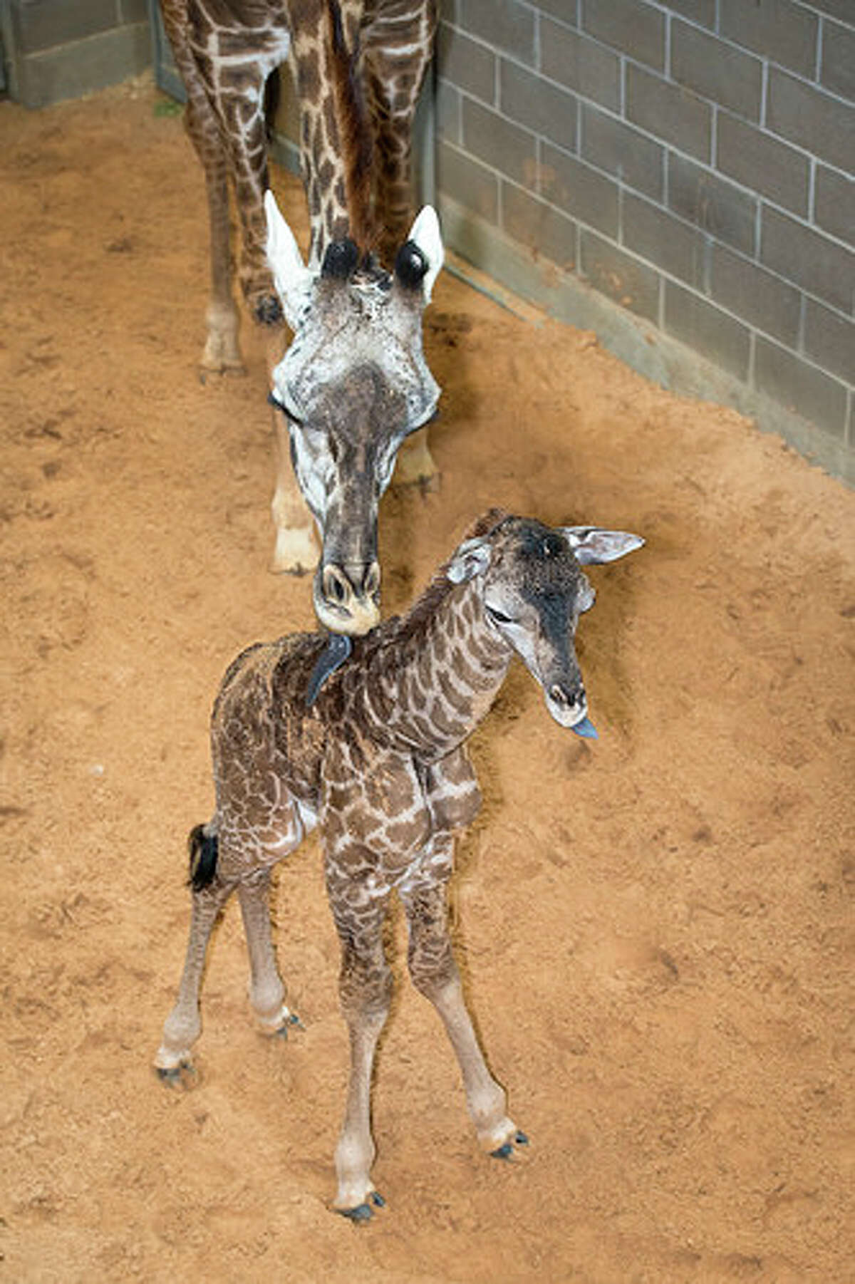 Houston Zoo welcomes adorable new baby giraffe