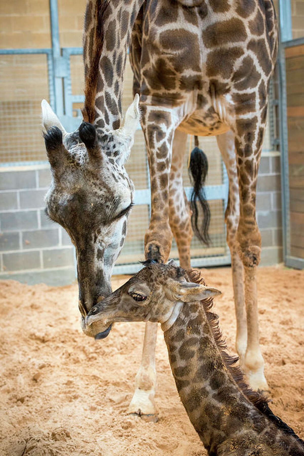 Houston Zoo welcomes adorable new baby giraffe
