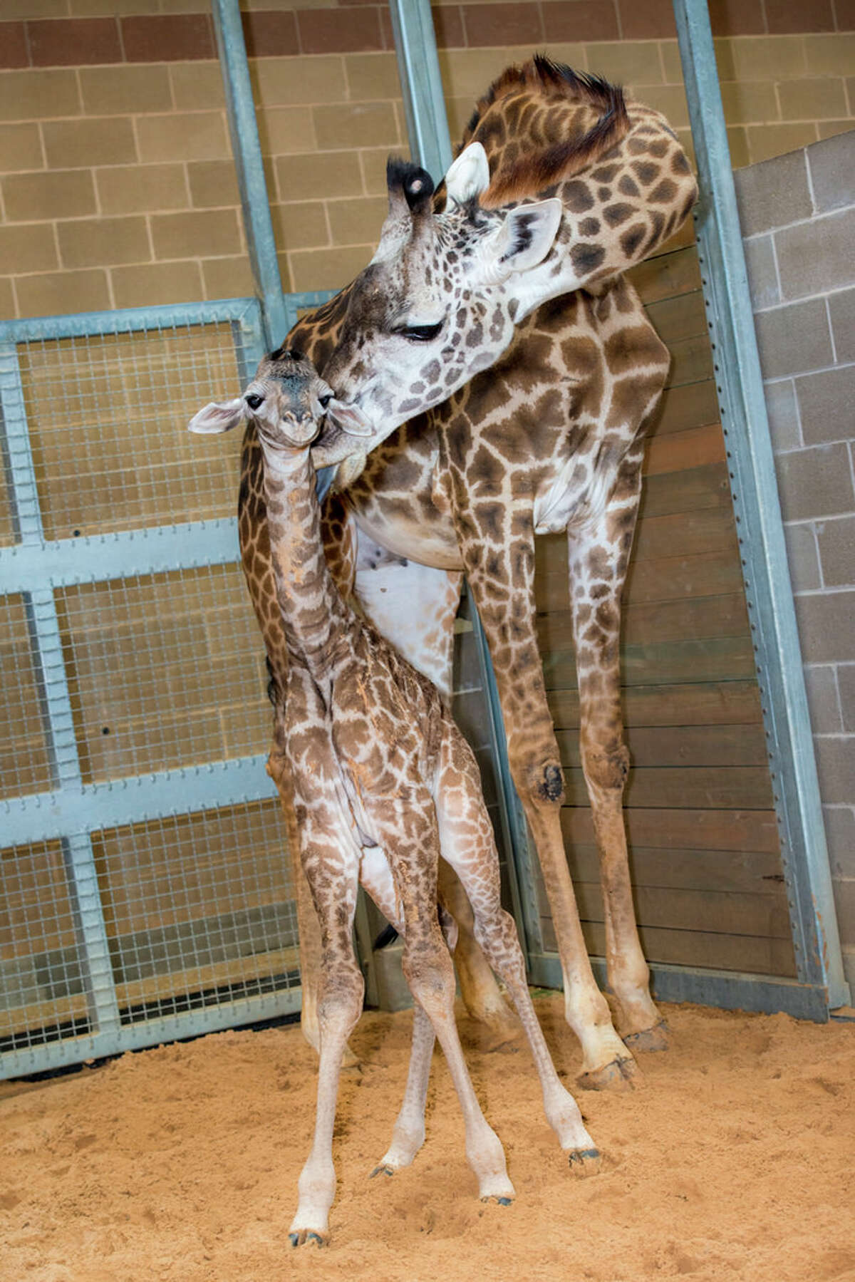 Houston Zoo welcomes adorable new baby giraffe
