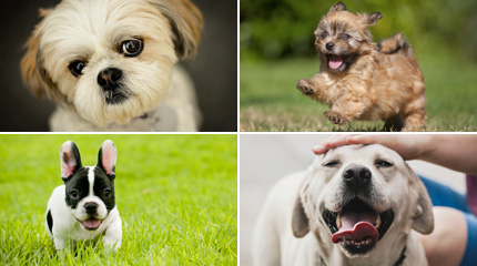 The 20 most popular dogs in Seattle