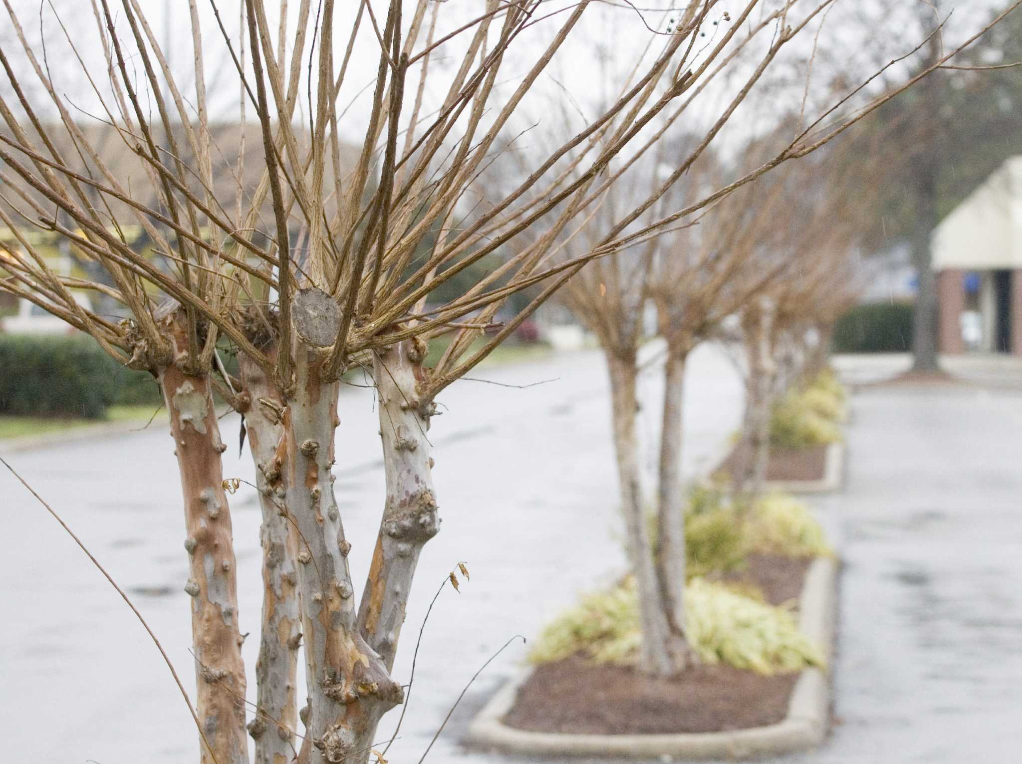 Only the kindest cuts for crape myrtles