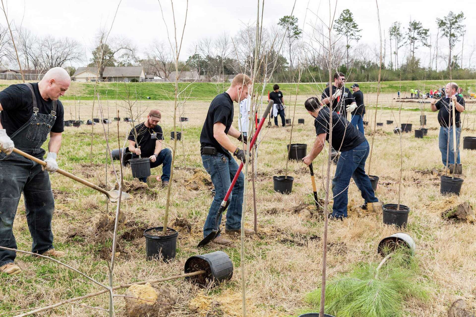 Going for the green: Volunteer teams race to plant trees