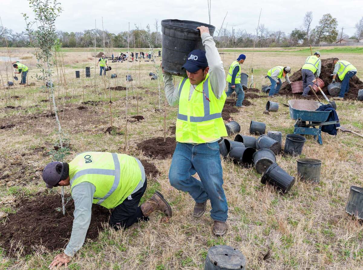Going for the green: Volunteer teams race to plant trees