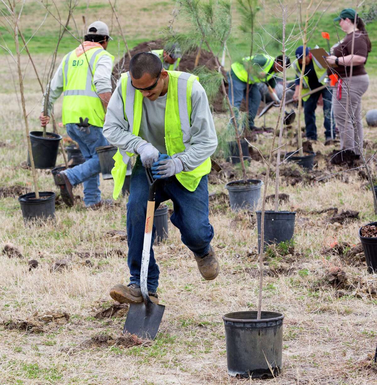 Going for the green: Volunteer teams race to plant trees