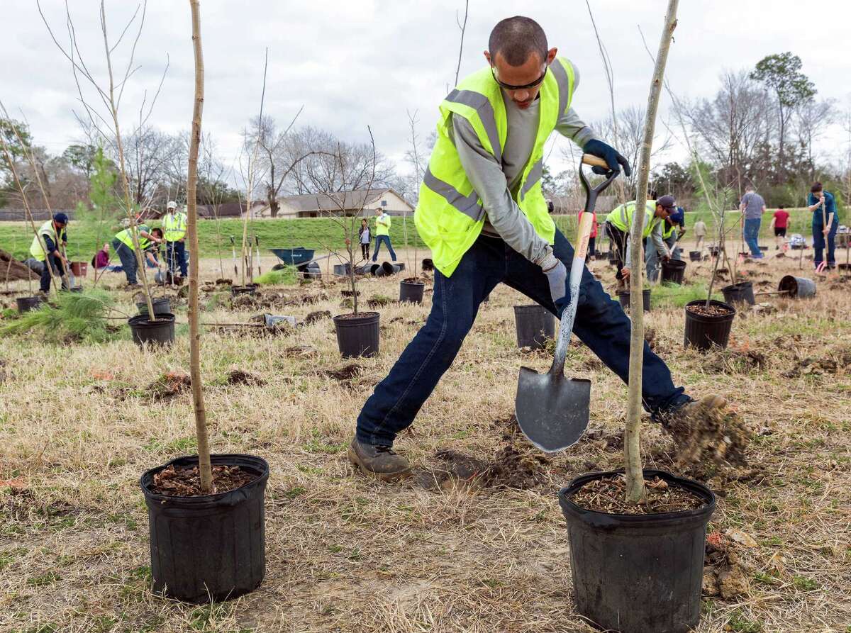 Going for the green: Volunteer teams race to plant trees