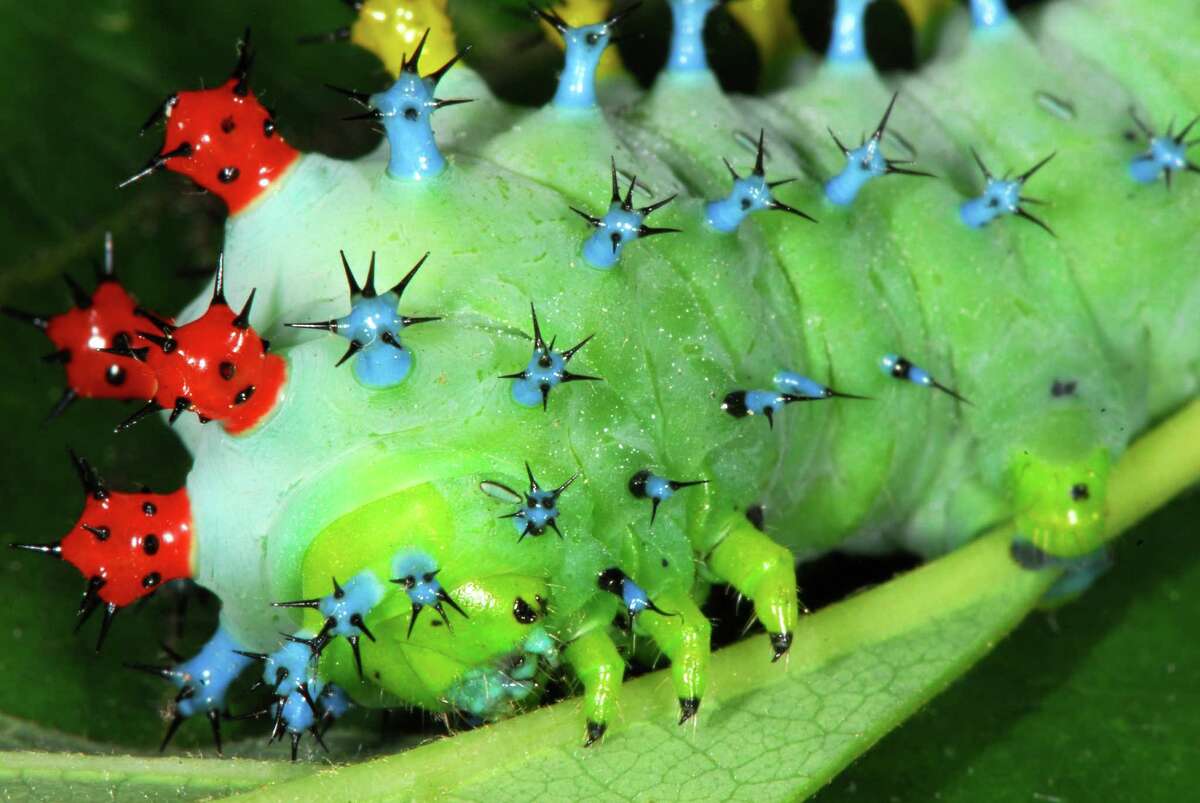 Insects and plants survive and reproduce through clever trickery