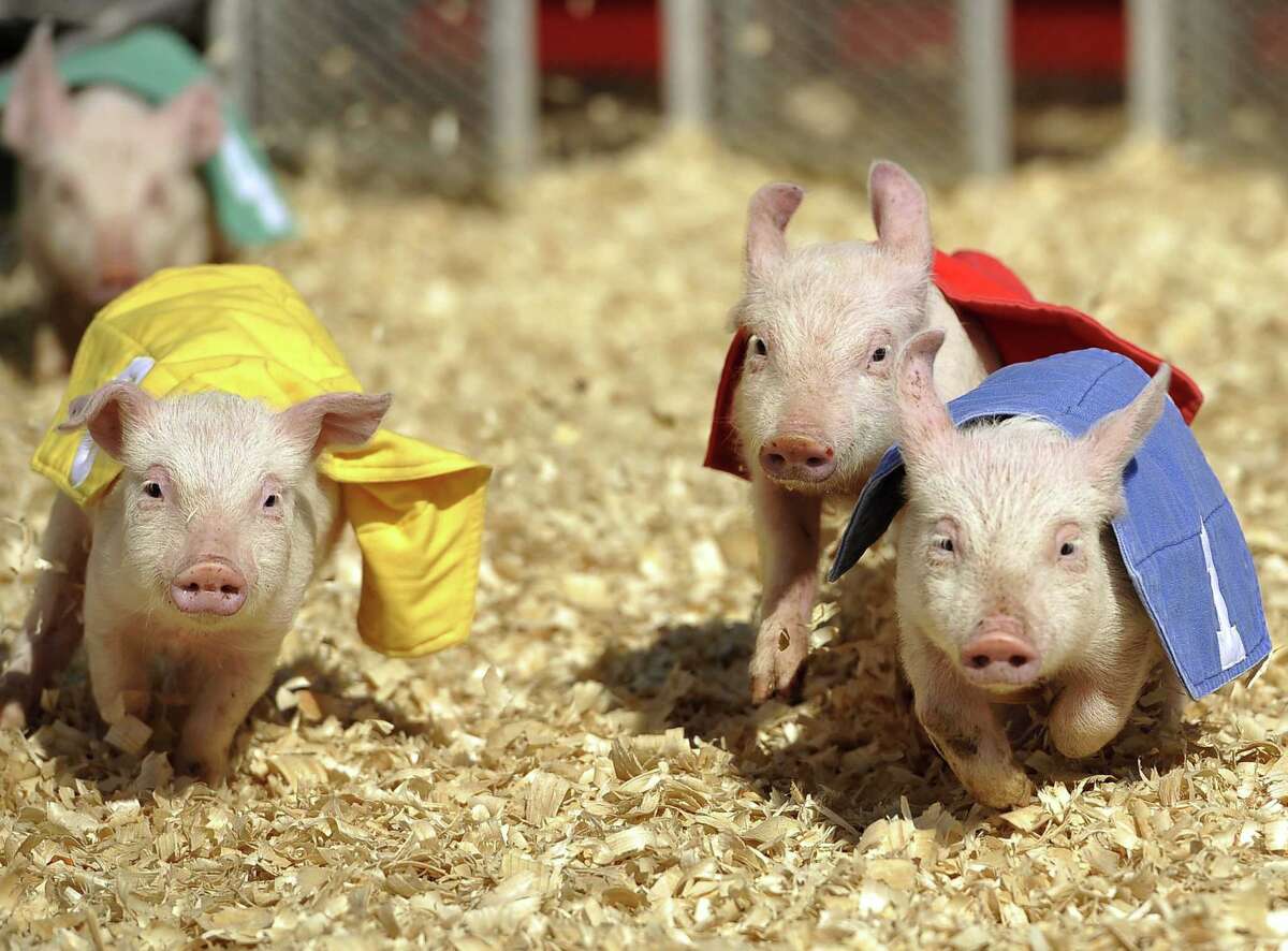 Pig Races Annual Favorite