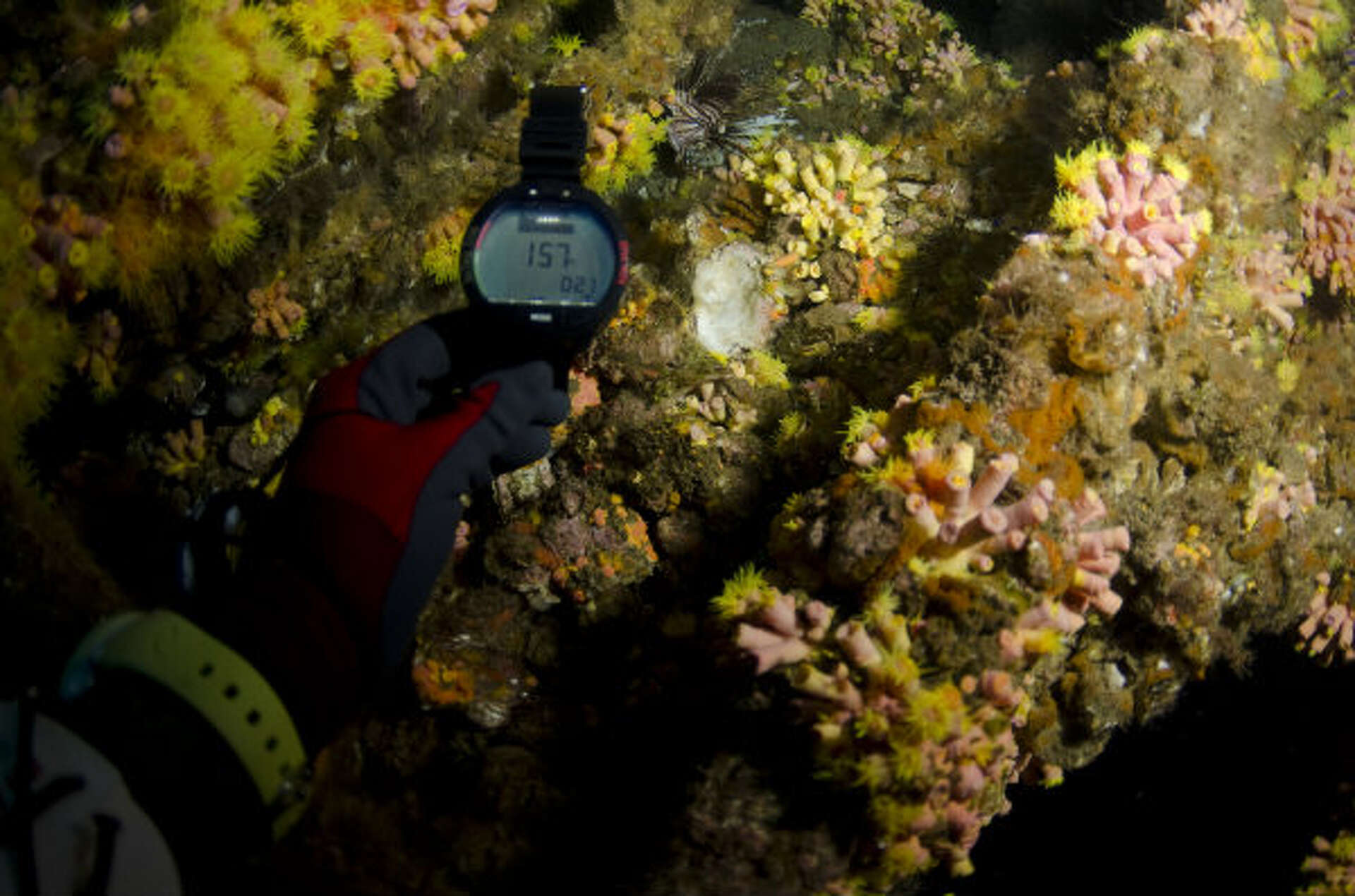 Houston divers rally to support multi million dollar reef project