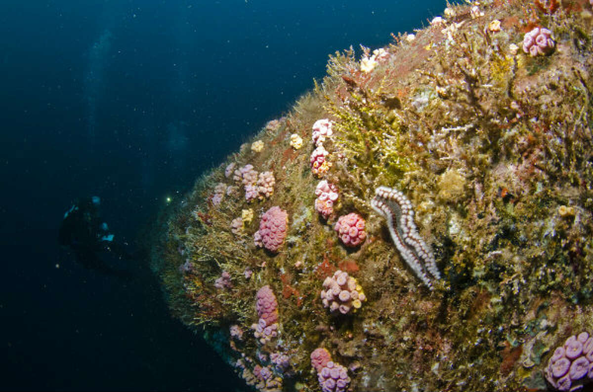 Houston divers rally to support multi million dollar reef project