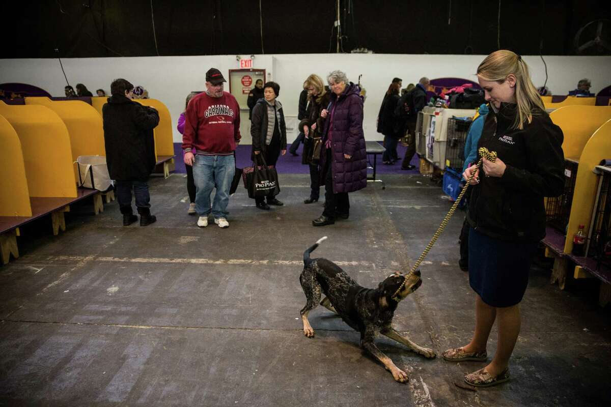 5 things to know about the Westminster dog show