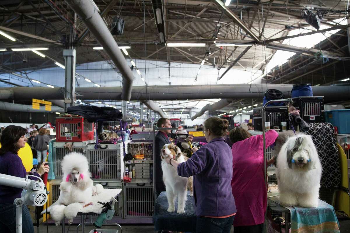 5 things to know about the Westminster dog show