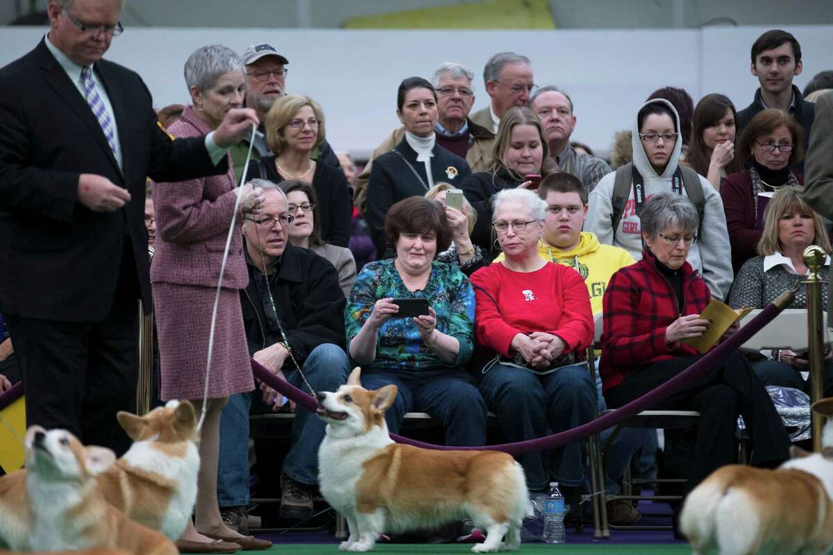5 things to know about the Westminster dog show