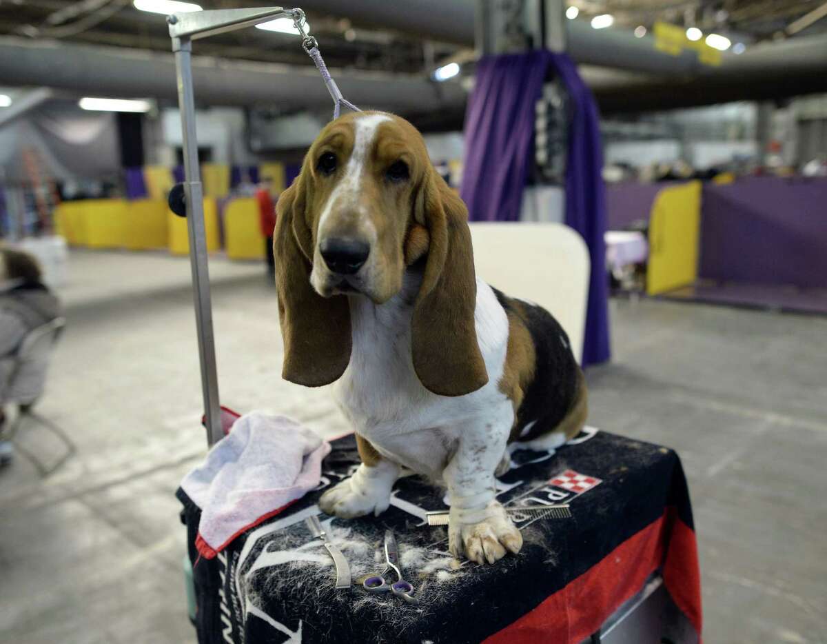 5 things to know about the Westminster dog show