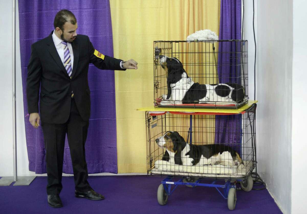 5 things to know about the Westminster dog show