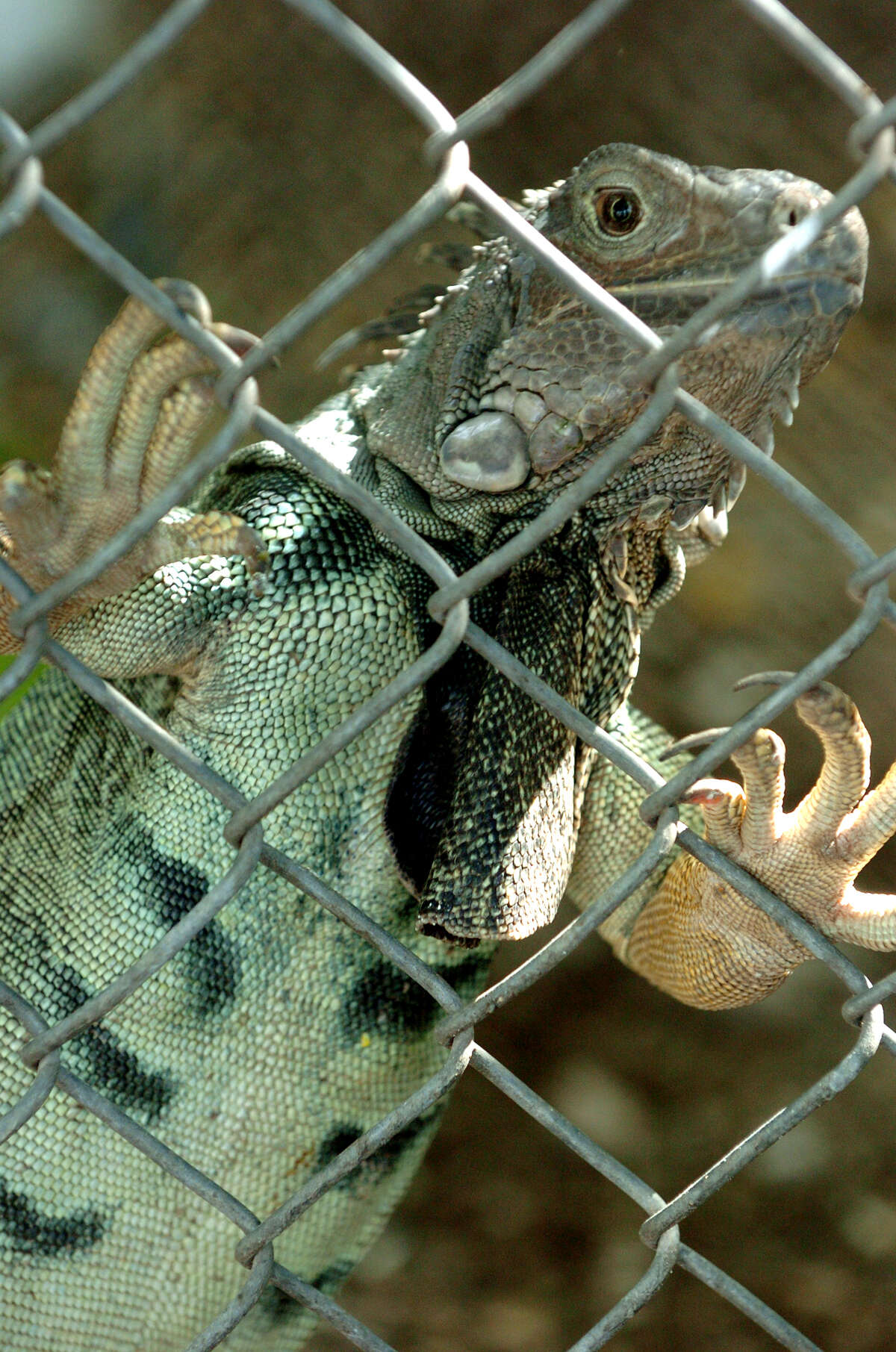 16 thrilling facts about New Braunfels' Animal World and Snake Farm Zoo