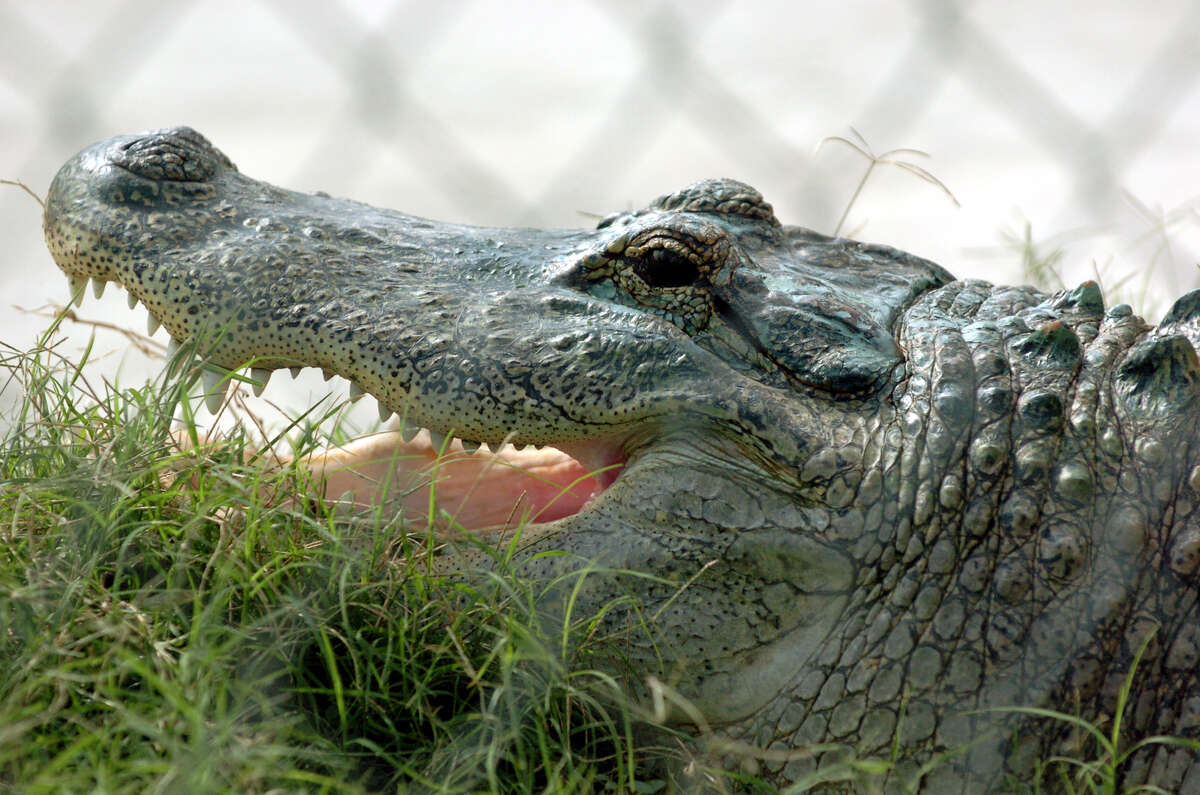 16 thrilling facts about New Braunfels' Animal World and Snake Farm Zoo
