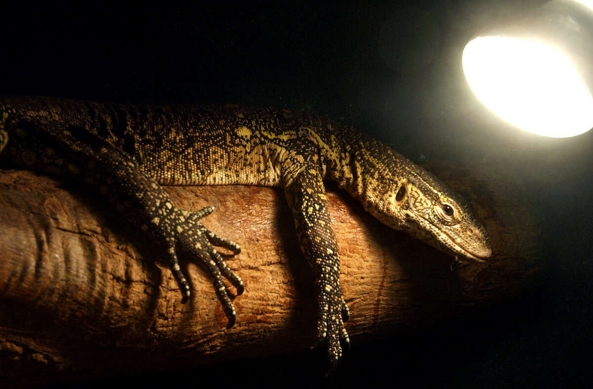 16 thrilling facts about New Braunfels' Animal World and Snake Farm Zoo