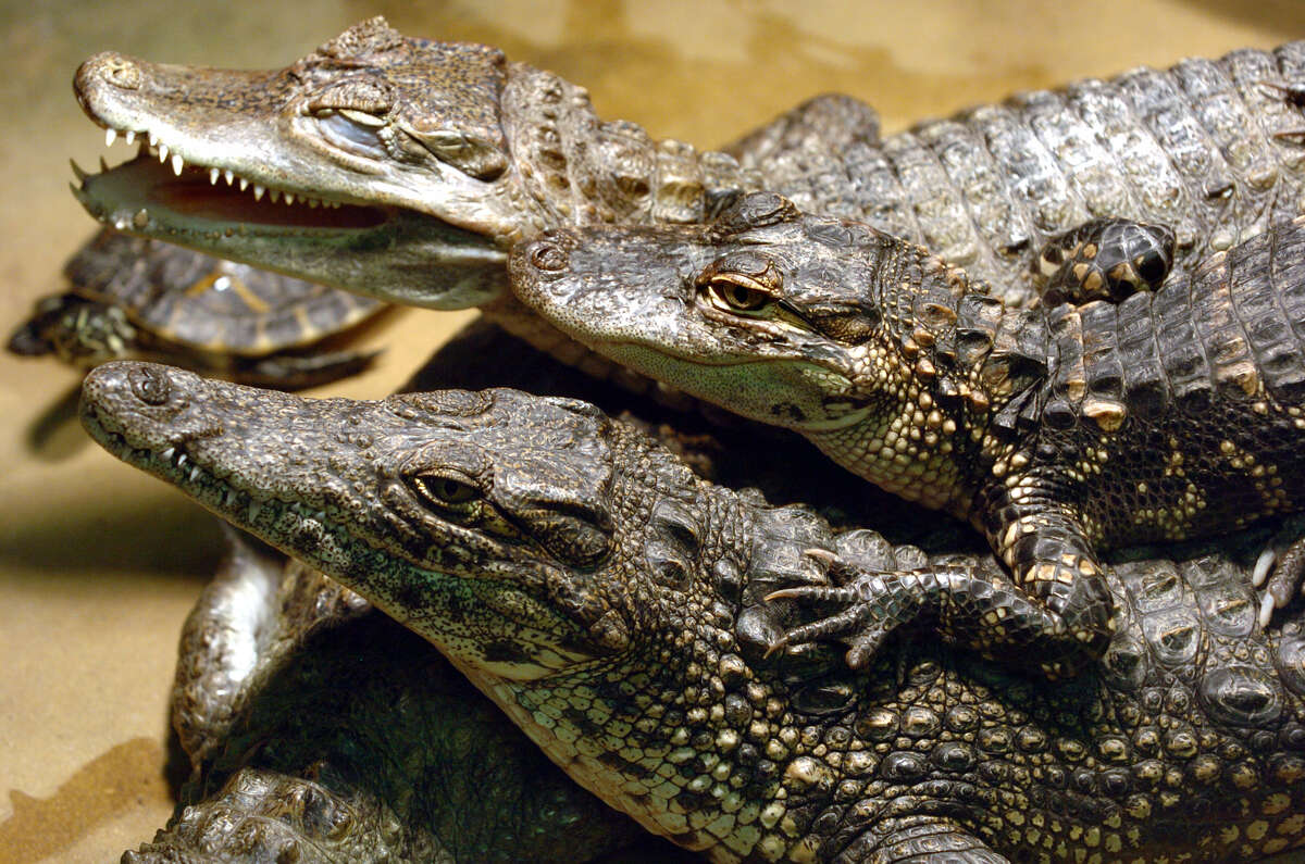 16 thrilling facts about New Braunfels' Animal World and Snake Farm Zoo