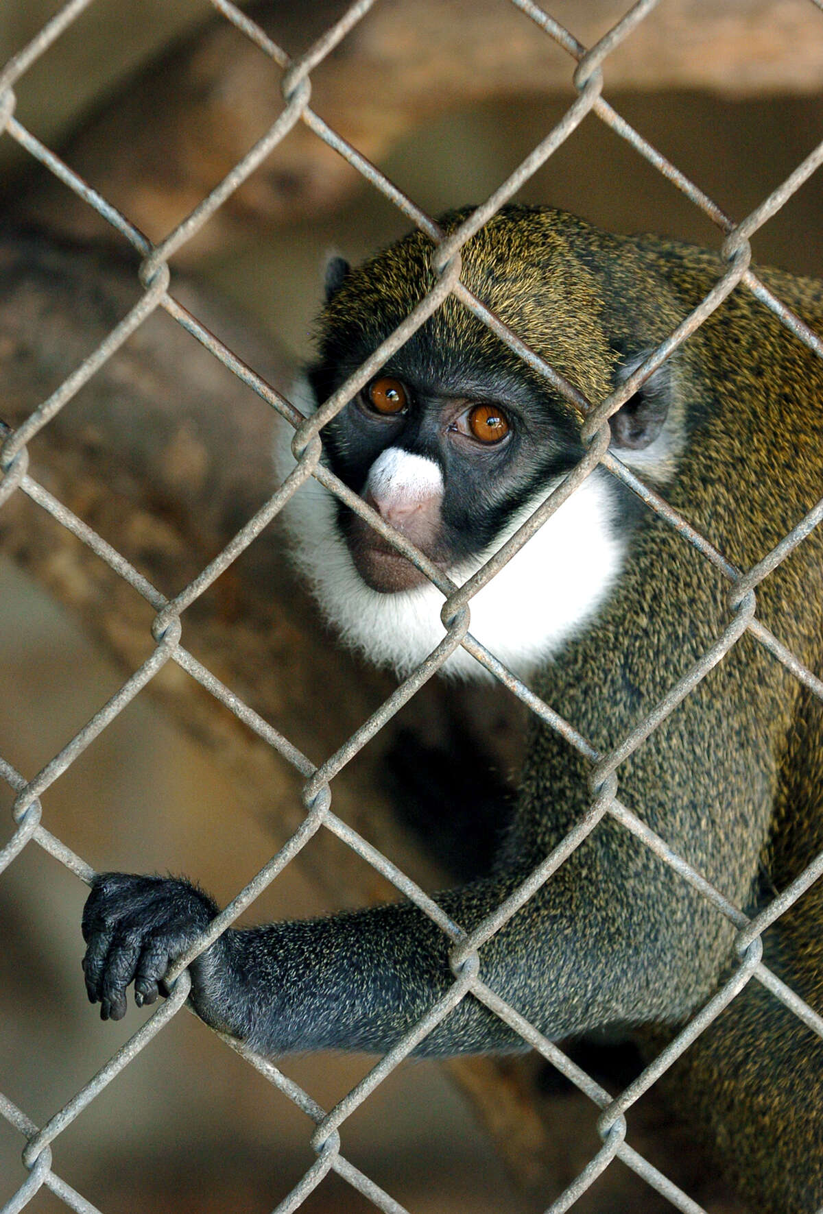 16 thrilling facts about New Braunfels' Animal World and Snake Farm Zoo