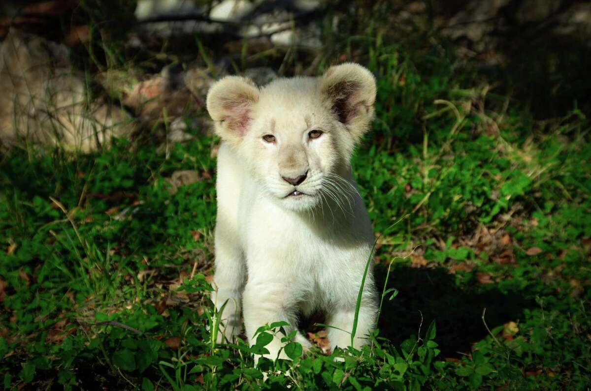 16 thrilling facts about New Braunfels' Animal World and Snake Farm Zoo
