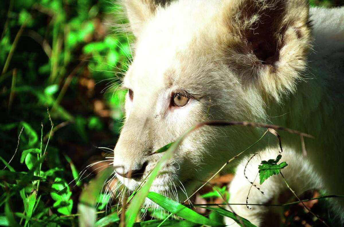 16 thrilling facts about New Braunfels' Animal World and Snake Farm Zoo