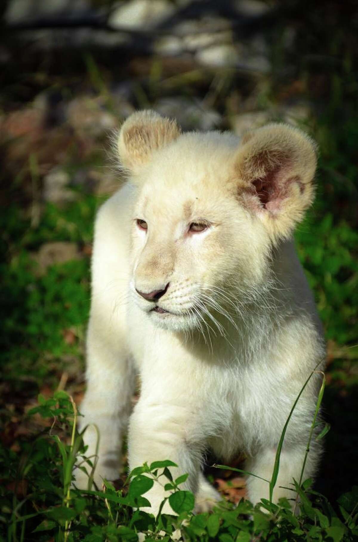 16 thrilling facts about New Braunfels' Animal World and Snake Farm Zoo