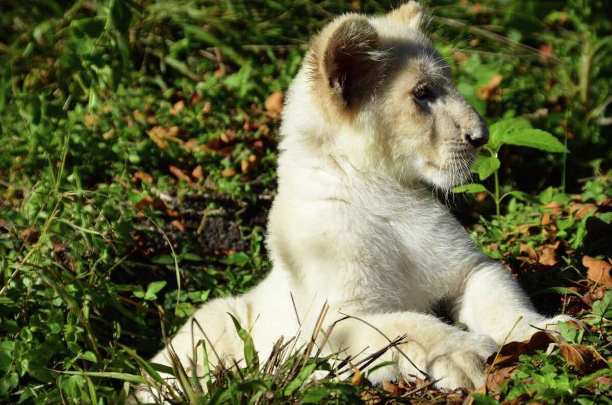 16 thrilling facts about New Braunfels' Animal World and Snake Farm Zoo