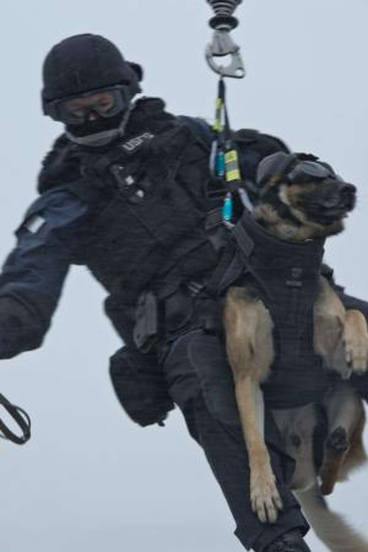 Bomb-sniffing dogs dropped from helicopters off Galveston coast