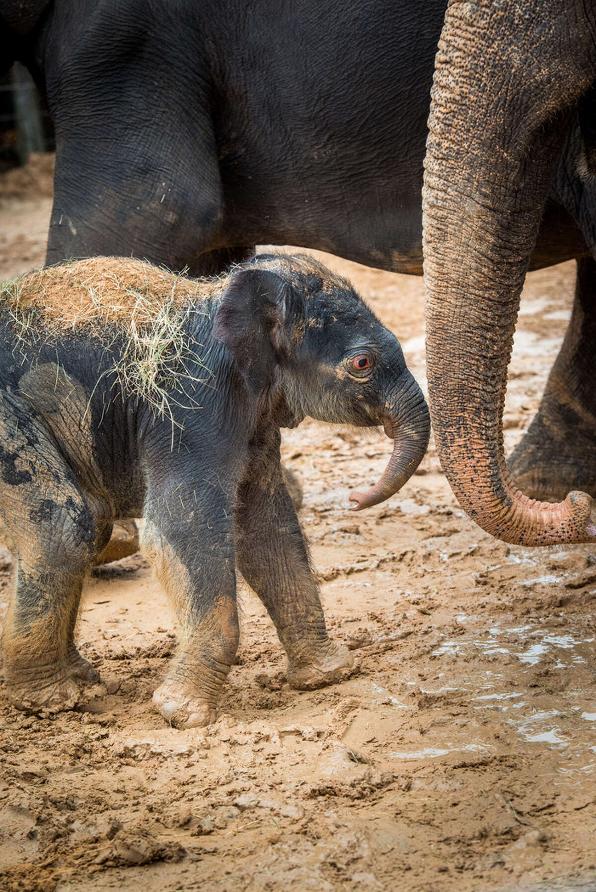 Houston Zoo releases photos of 385-pound baby elephant's muddy public debut