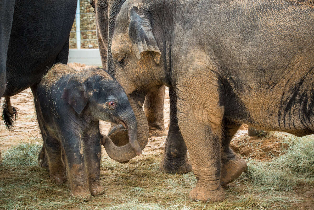 Houston Zoo releases photos of 385-pound baby elephant's muddy public debut