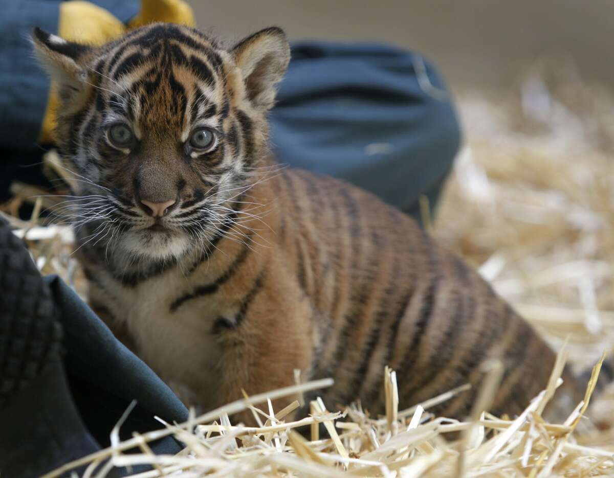 Tiger returned to SF Zoo after transfer to Sacramento made her homesick