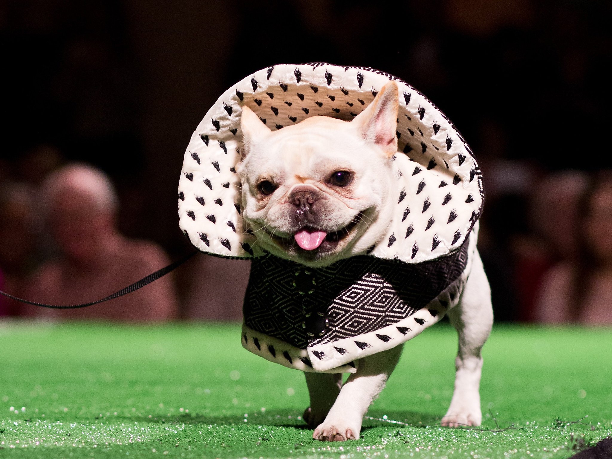 Dogs get all dolled up for Haute Dog fashion show