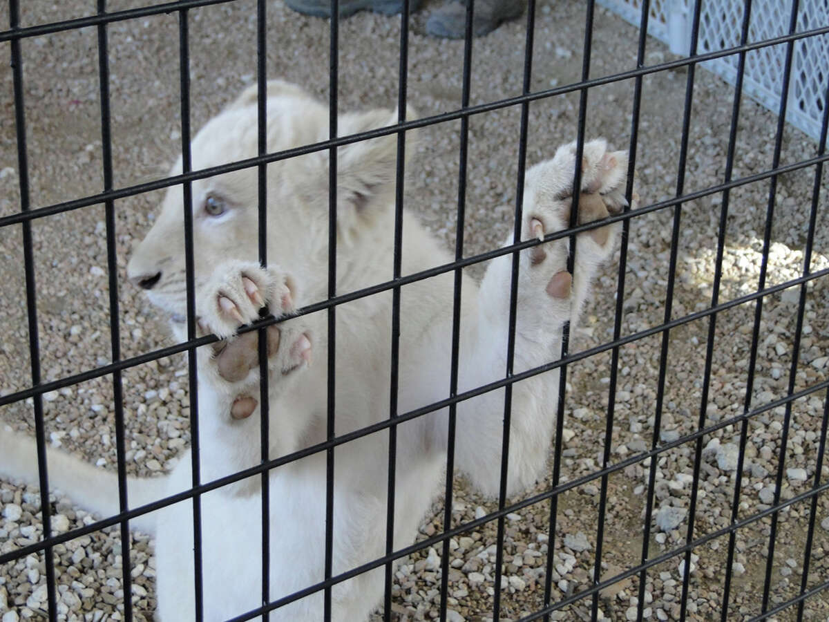 16 thrilling facts about New Braunfels' Animal World and Snake Farm Zoo