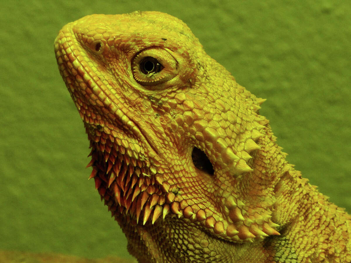 16 thrilling facts about New Braunfels' Animal World and Snake Farm Zoo