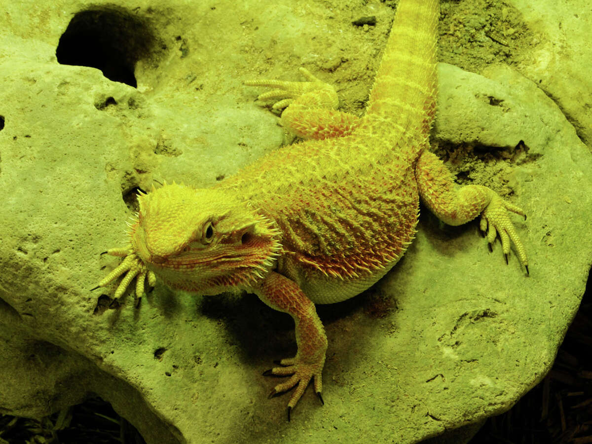 16 thrilling facts about New Braunfels' Animal World and Snake Farm Zoo