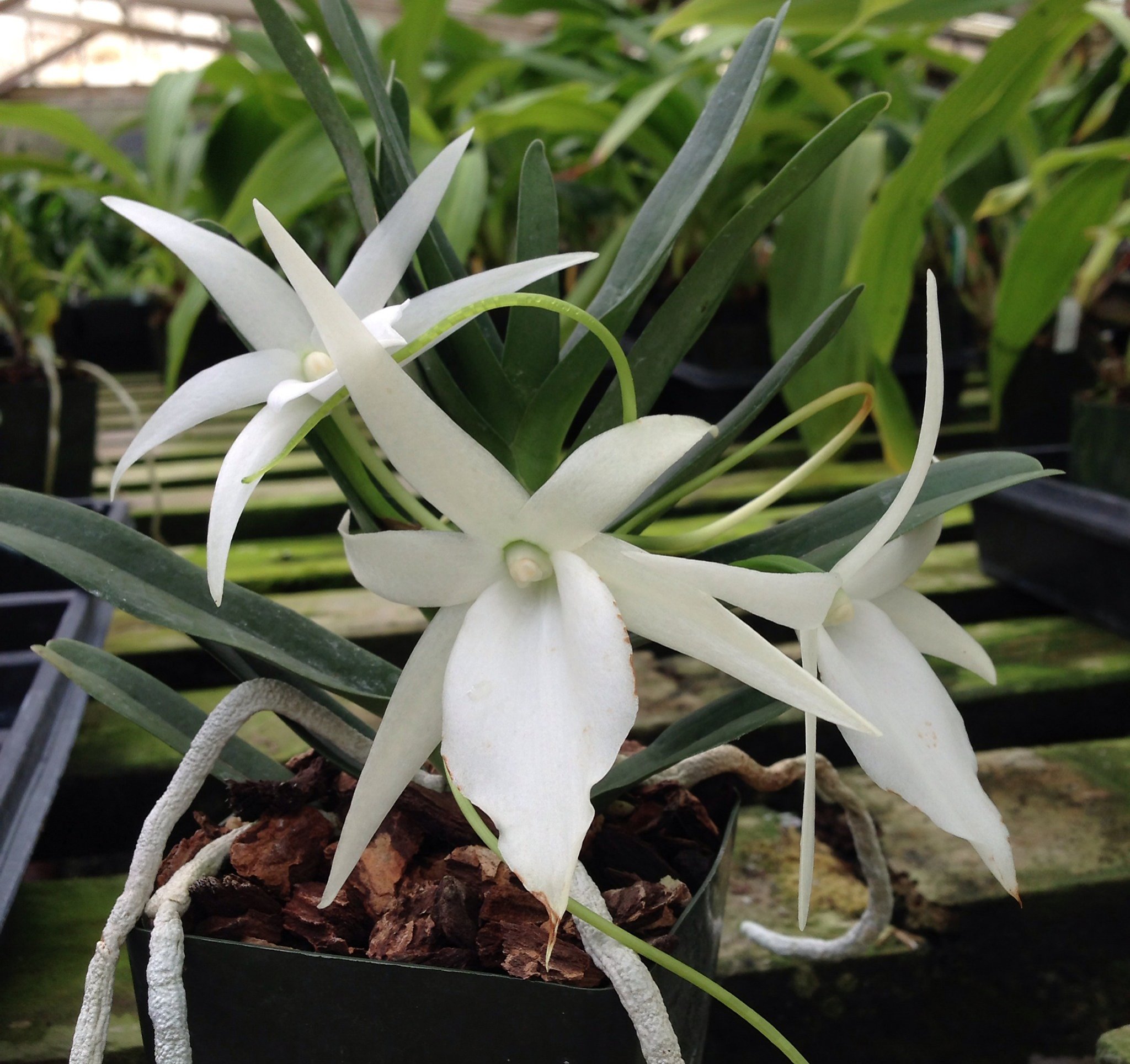 4 distinctive mini orchids