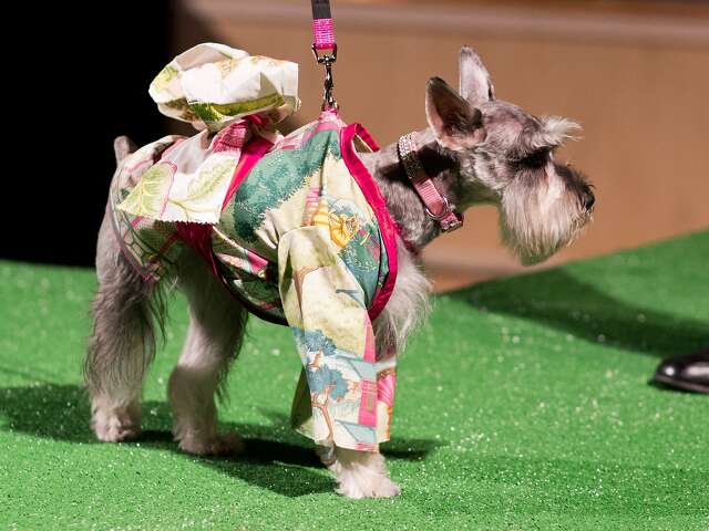 Dogs get all dolled up for Haute Dog fashion show