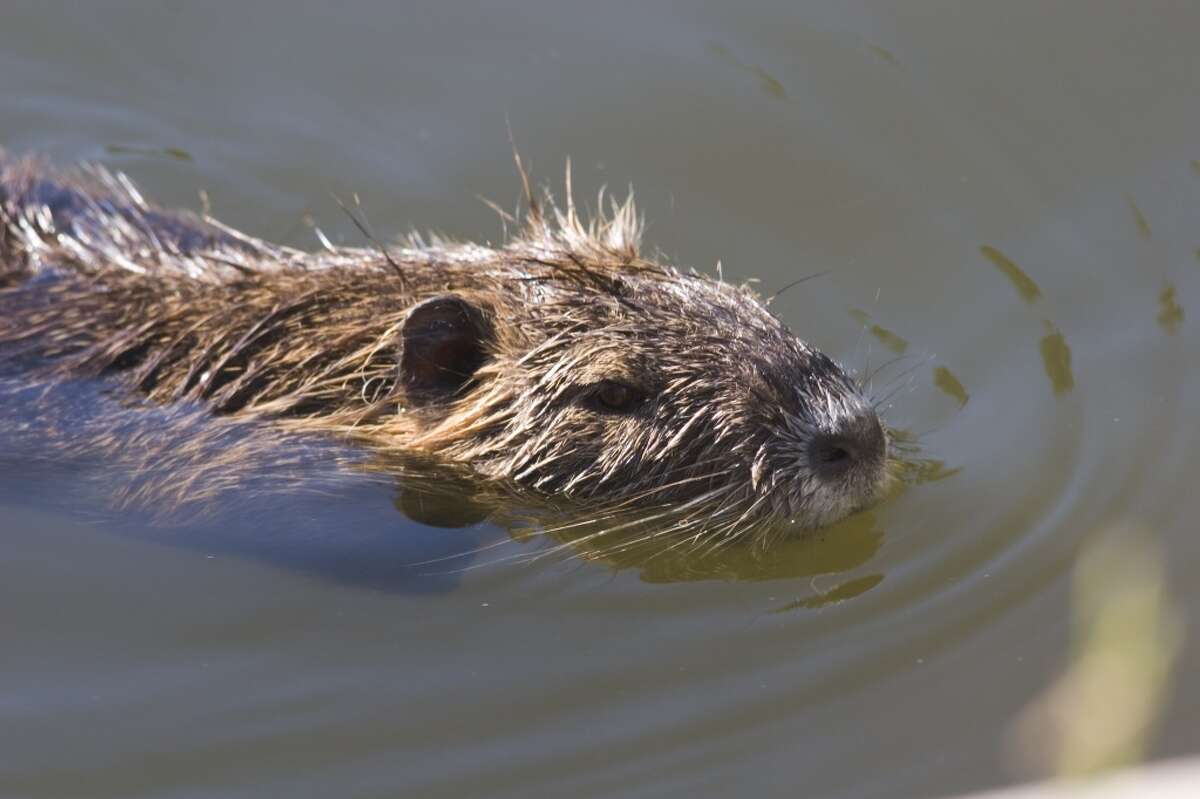 California's 20-pound invasive nutria problem could be worse than ...