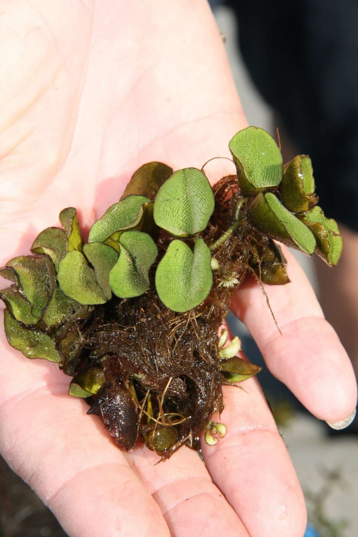 Anglers catch extremely rare fish in Southern California