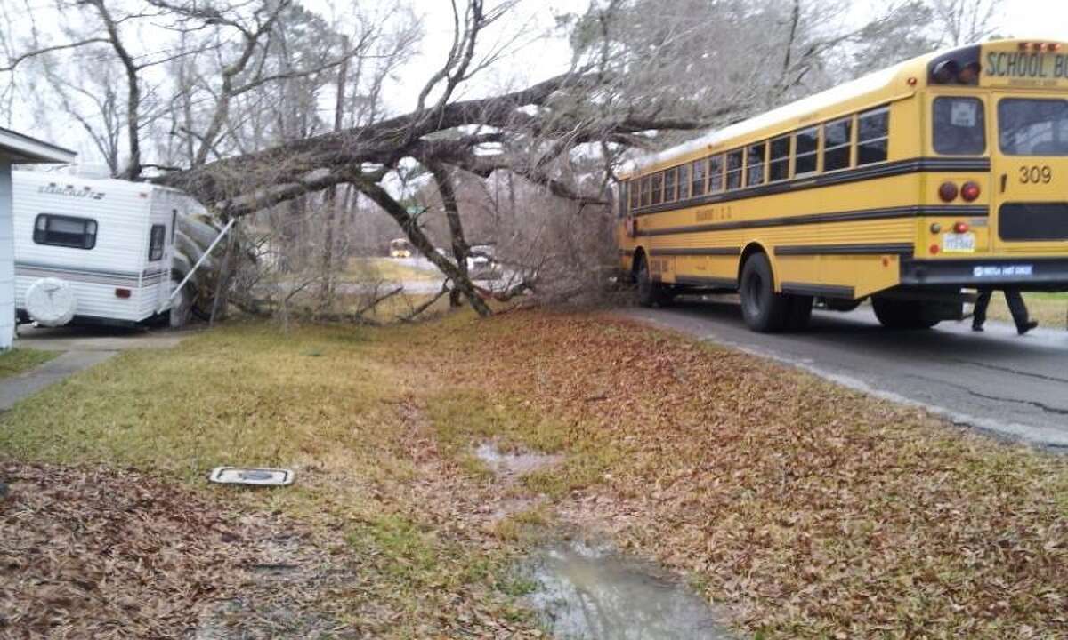 Trailer breaks fall of tree on BISD school bus