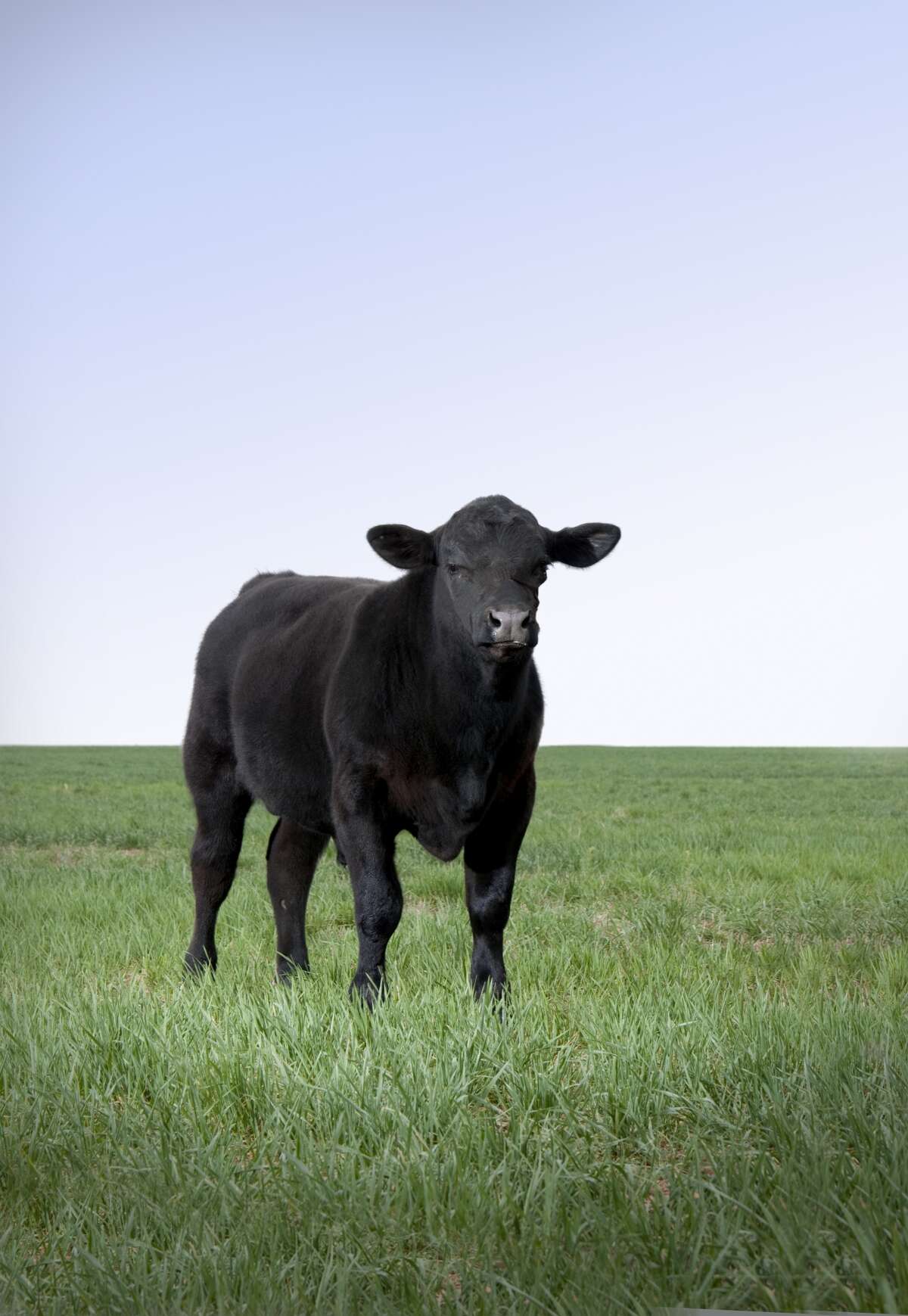 West Texas A&M researchers hope to clone cattle for more top-of-the ...