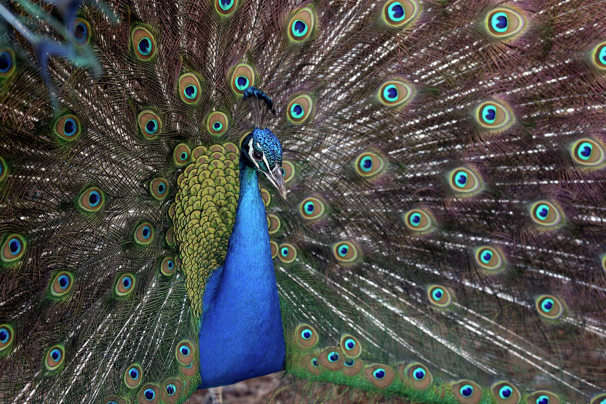 16 thrilling facts about New Braunfels' Animal World and Snake Farm Zoo