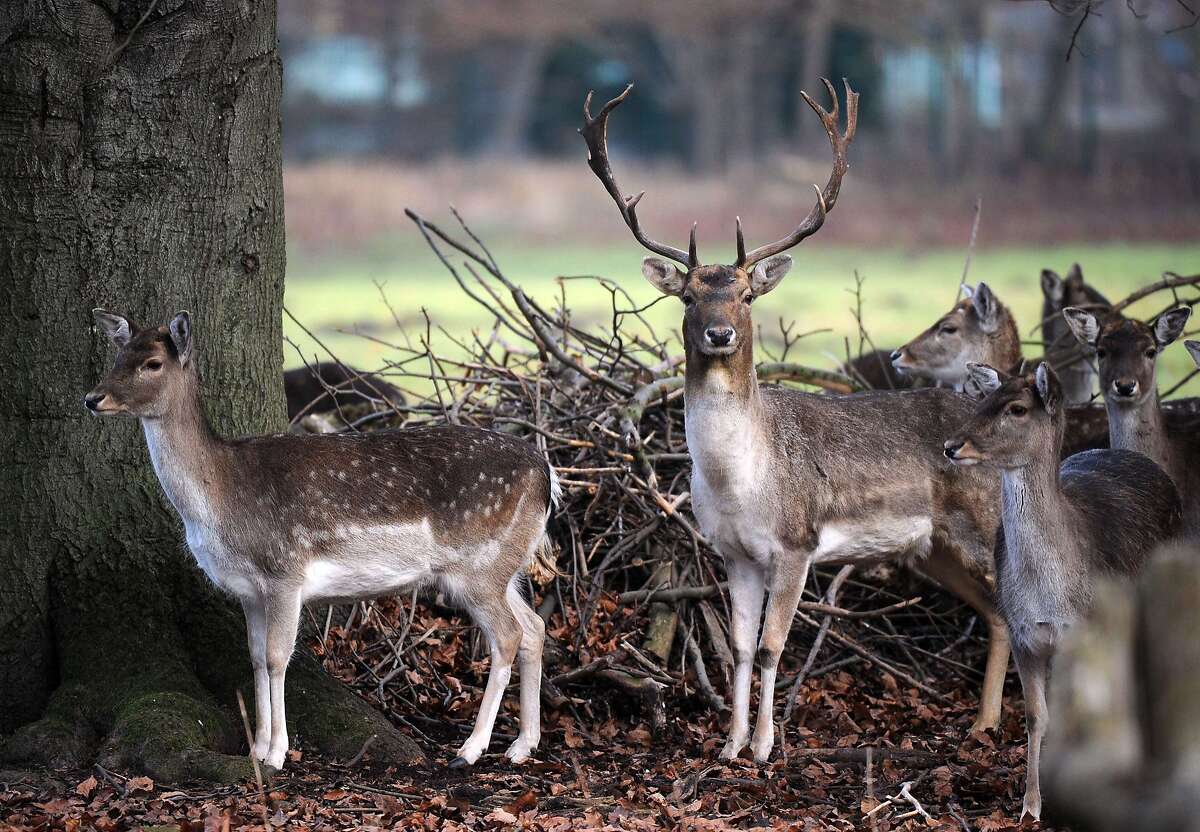 Stranger danger! Destructive non-native species in the Bay Area