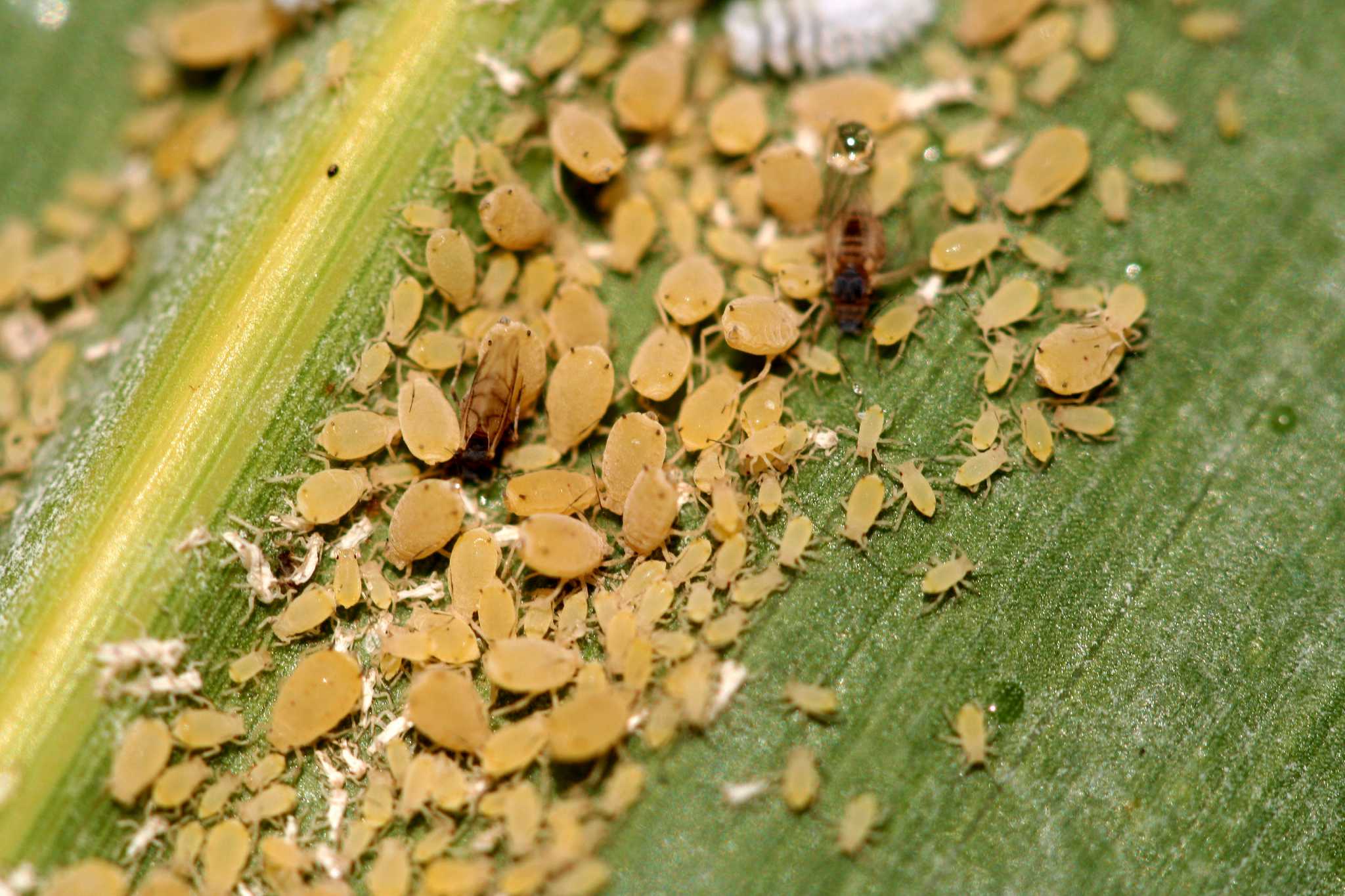Scientists seek ways to stop crop-damaging pest