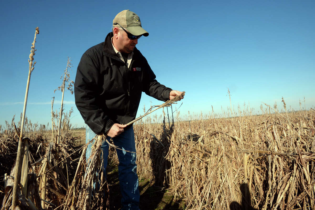 Scientists seek ways to stop crop-damaging pest