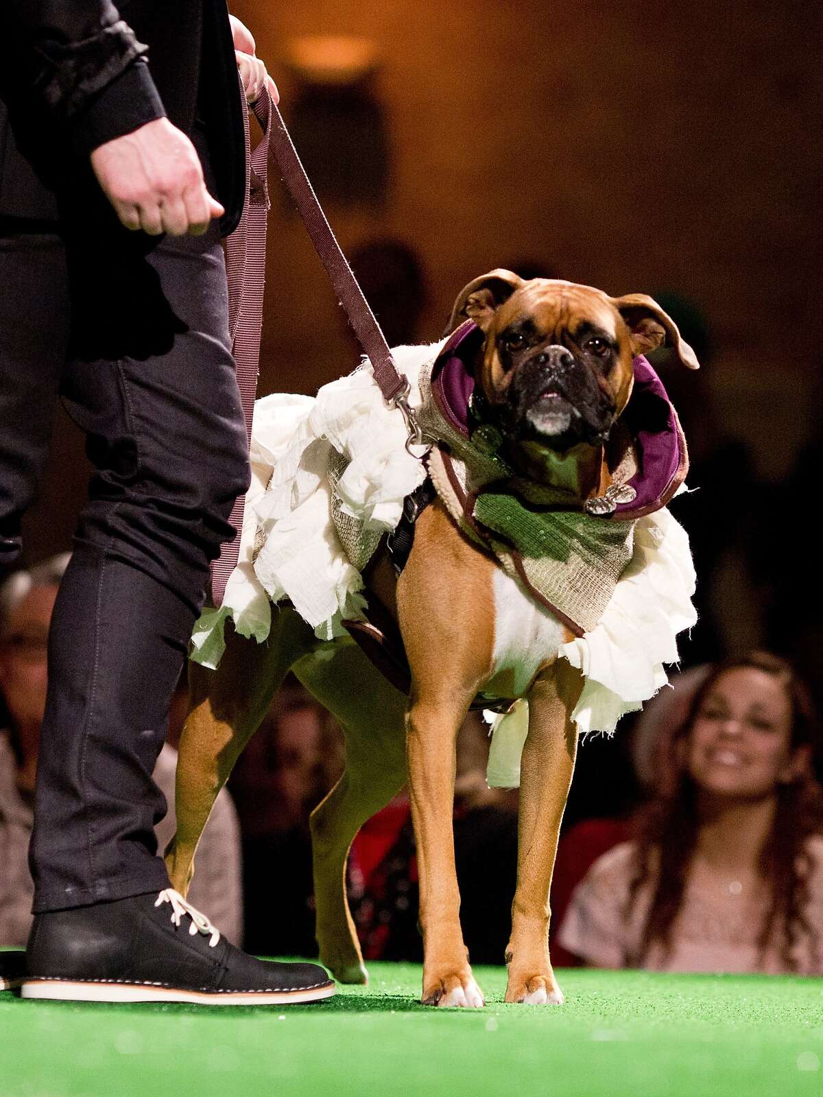 Dogs get all dolled up for Haute Dog fashion show