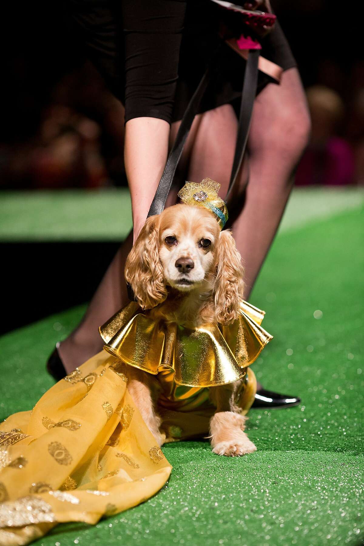 Dogs get all dolled up for Haute Dog fashion show