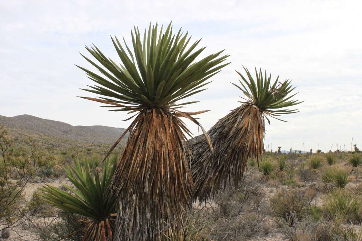 Landowners under siege in the Big Bend
