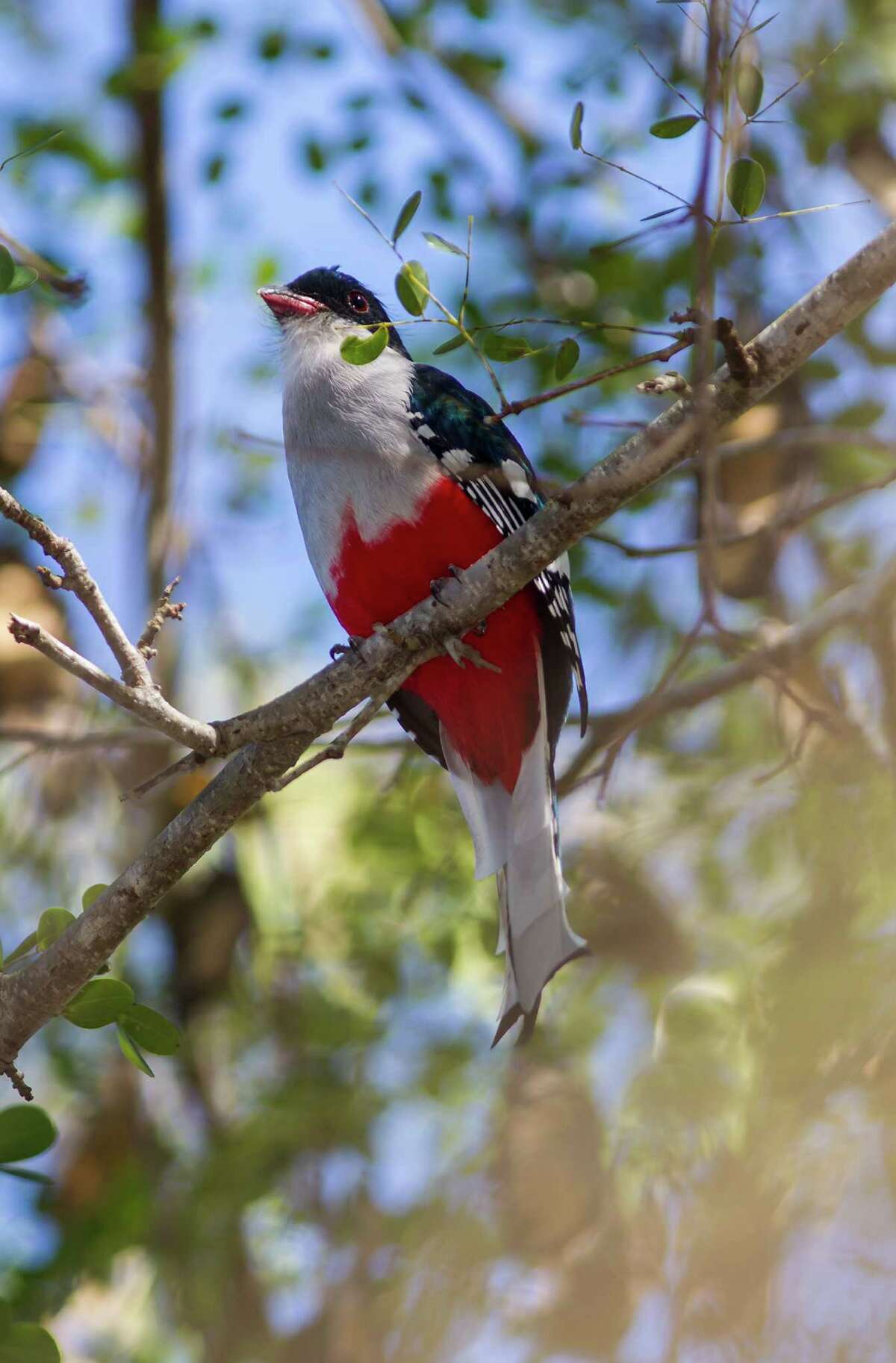 Cuba offers breathtaking sights of birds